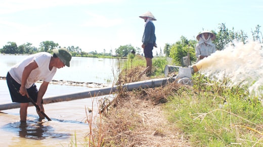 Khẩn trương cứu lúa và hoa màu