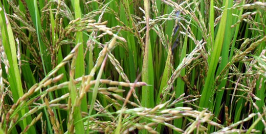 Khắc phục bệnh đen lép hạt lúa