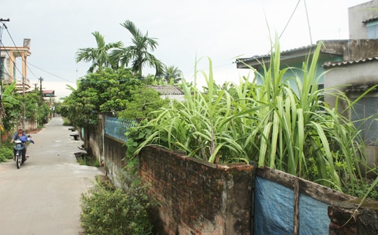 Kinh nghiệm từ Ninh Giang