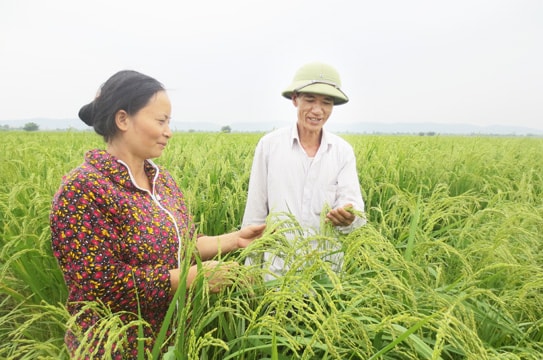 Vựa lúa nếp Kim Thành