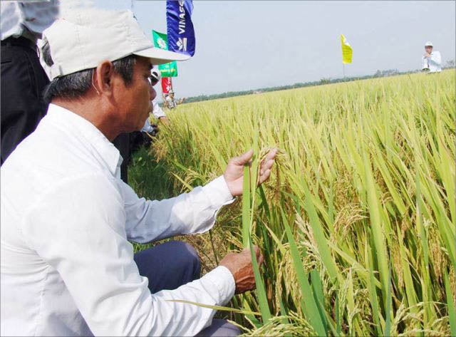 Giống NB01 được nhận giải thưởng Bông lúa vàng Việt Nam