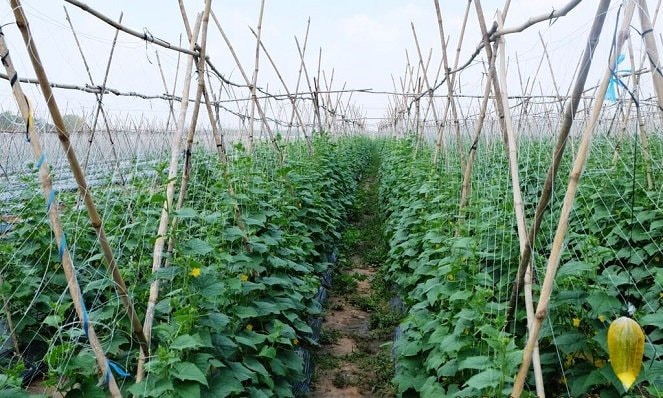 Nhân rộng vùng sản xuất rau an toàn