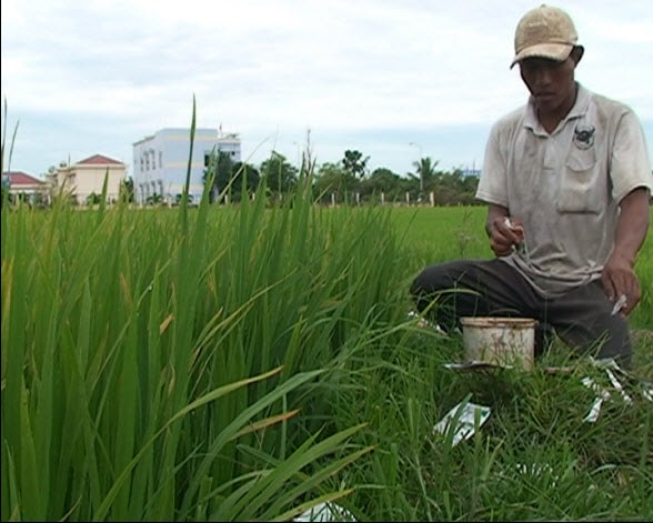 Chăm sóc lúa xuân giai đoạn đẻ nhánh