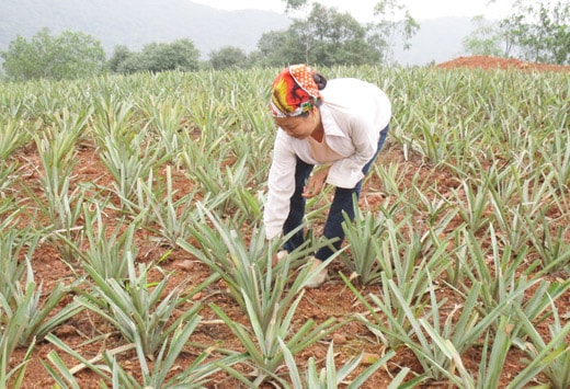 Dân phá keo trồng cây ăn quả