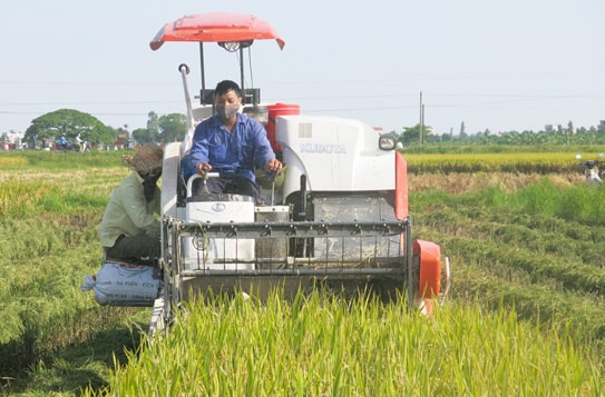 Diện tích gặt bằng máy tăng gấp 3 lần