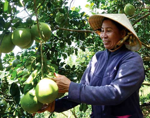 Thanh Hồng: Doanh thu bưởi đào ước đạt 22 tỷ đồng