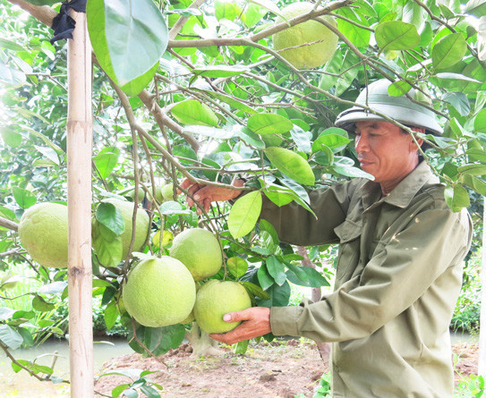 Bưởi đào Thanh Hồng được giá
