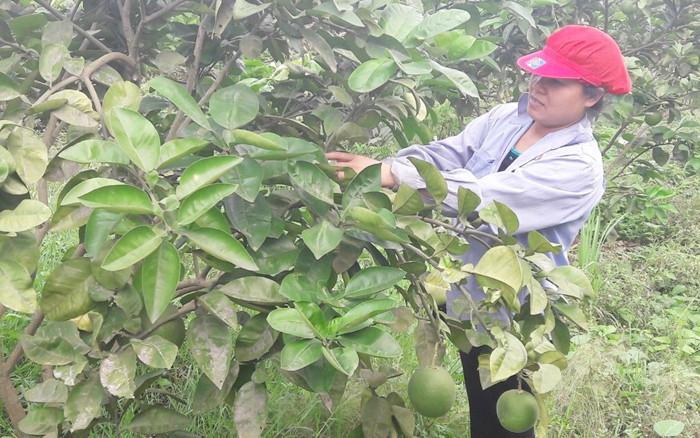 40 ha bưởi đào Thanh Hồng có hợp đồng bao tiêu từ đầu vụ