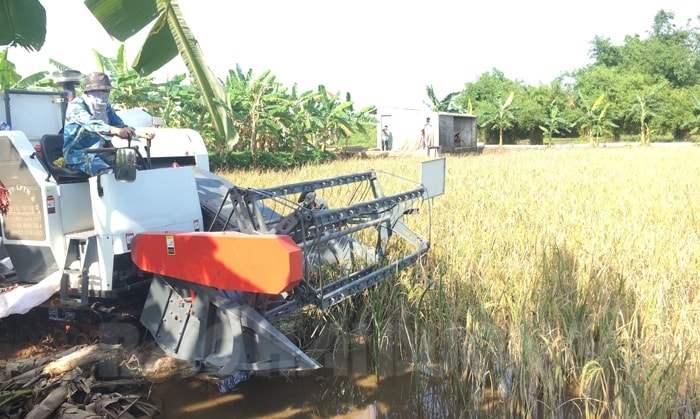 2 địa phương cơ bản thu hoạch xong lúa chiêm xuân