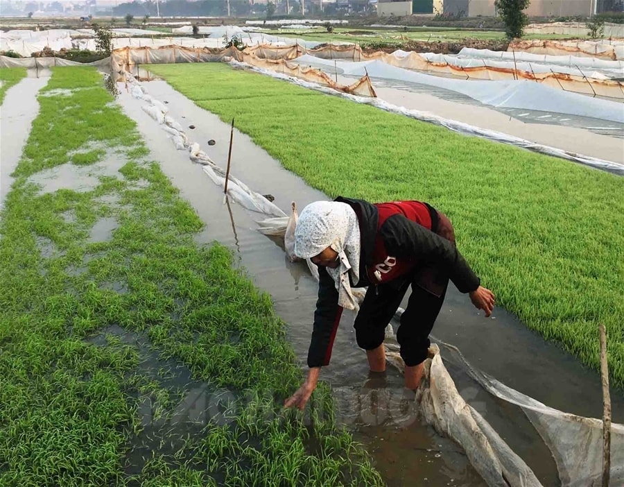 Vì sao chưa bỏ trà xuân sớm?