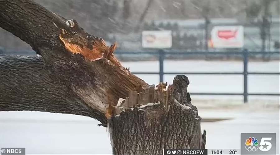 Extreme cold in the US causes trees to explode like they were shot by guns
