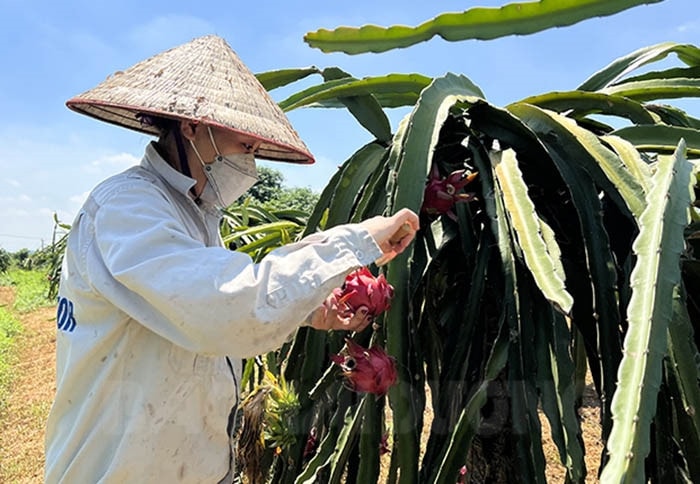 Yellow-skinned, white-fleshed dragon fruit attracts customers