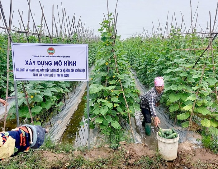 Van To cucumbers find their way into modern trade channels