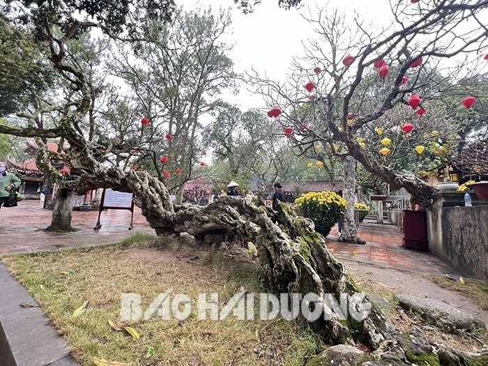 [Photos] Astonishing beauty of century-old frangipani trees at Con Son ...