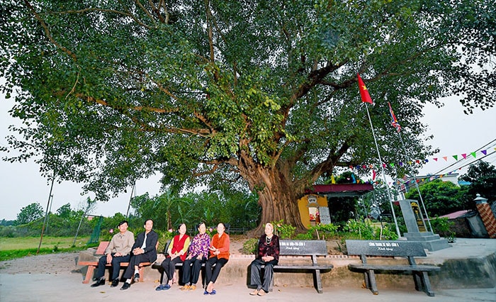 [Photos] Timeless beauty of Vietnam heritage trees in Hai Duong
