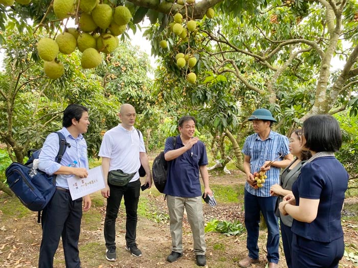 AEON Group surveys Thanh Ha lychees for purchase