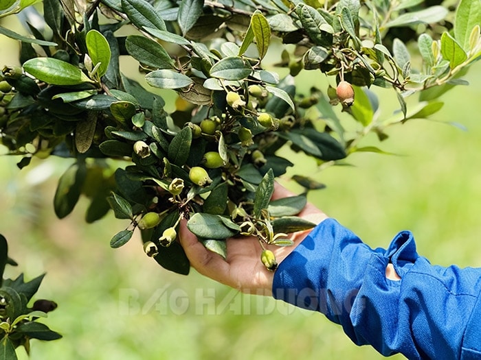 Mùa sim chín trên núi đồi Chí Linh