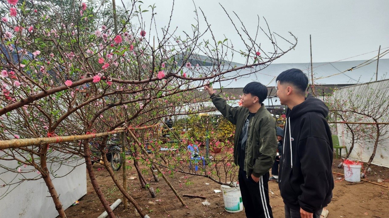 Đào huyền, đào mini được nhiều người ưa chuộng