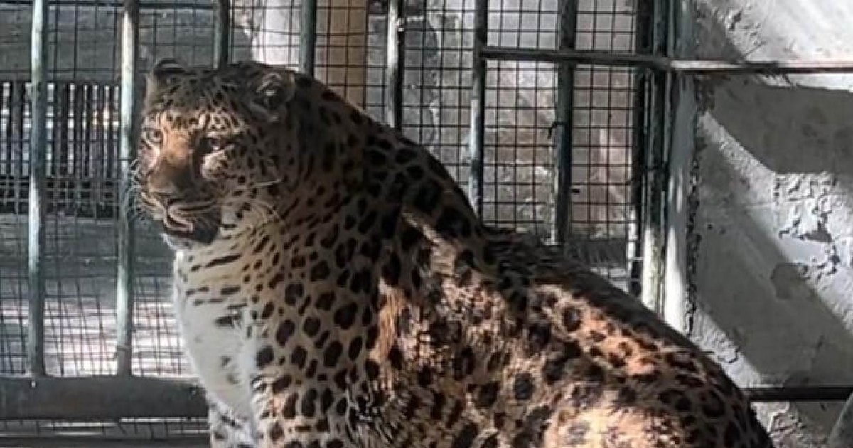 Fat leopard becomes star at zoo in China