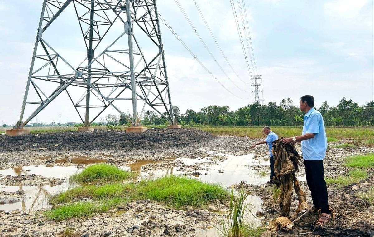 Gần 15 sào ruộng ở Thanh Miện phải bỏ hoang do bị cày nát và ô nhiễm