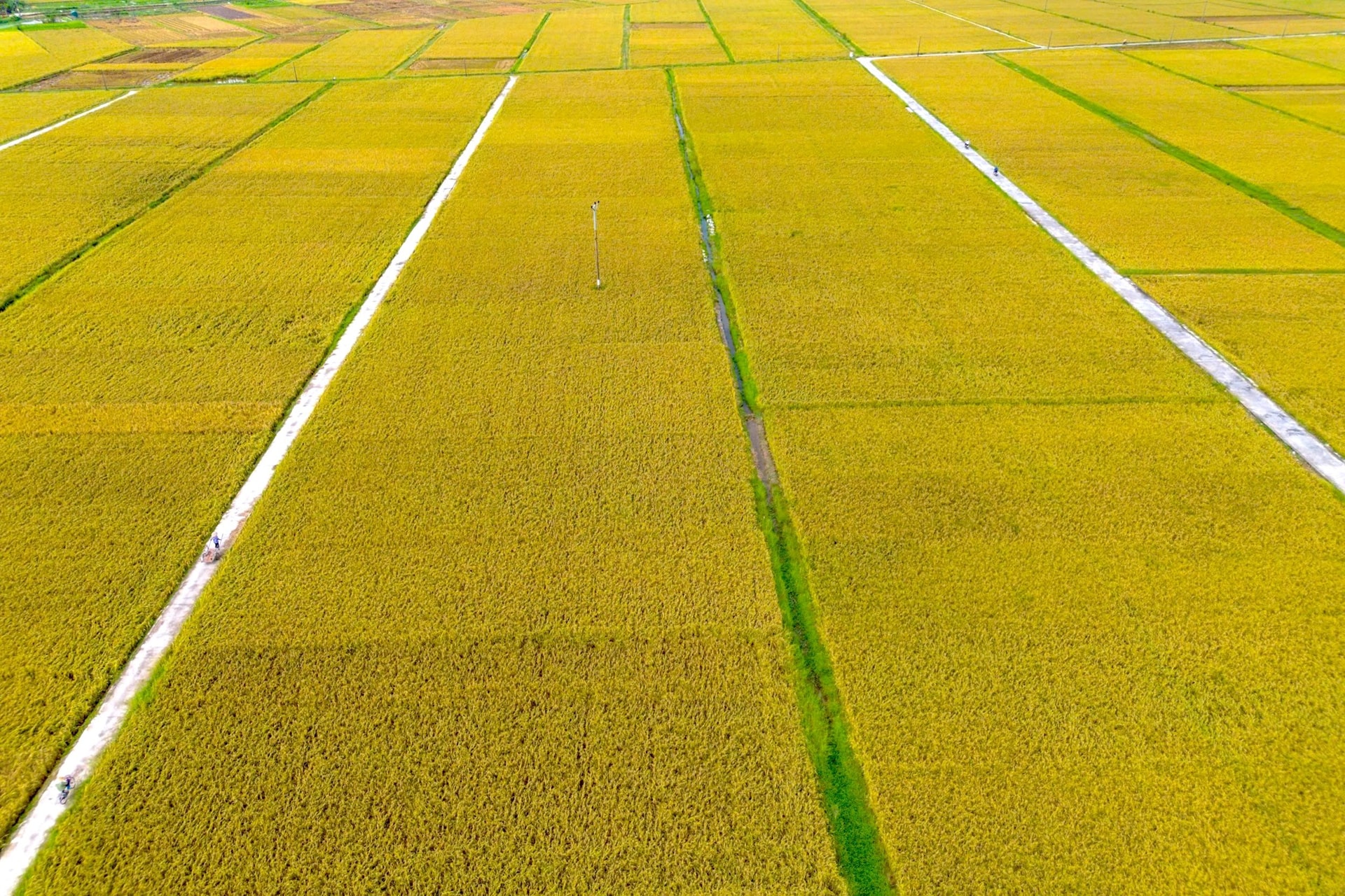 Hải Dương chuyển đổi hơn 433 ha đất trồng lúa ở 7 huyện, thành phố ...