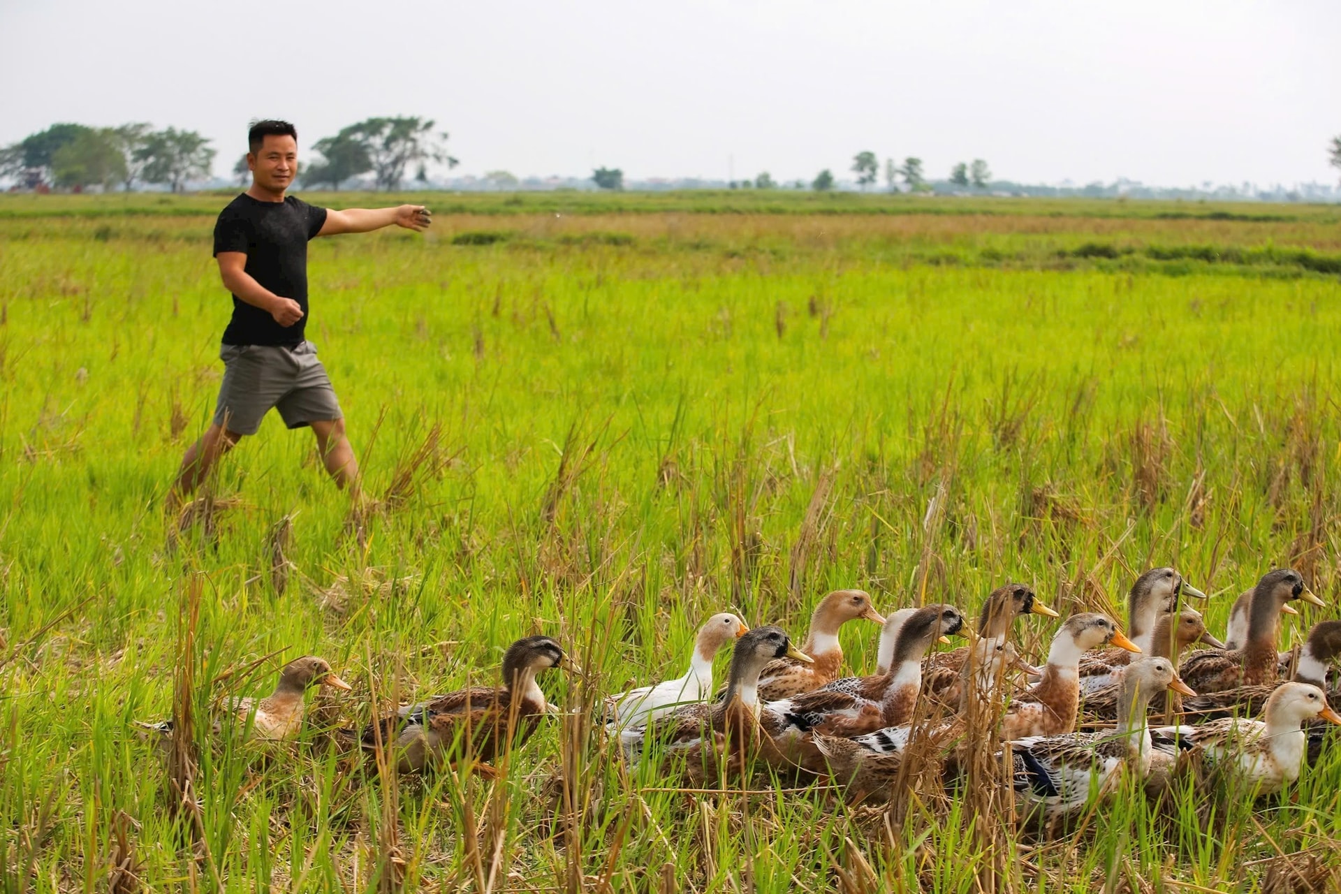 Chạy theo những đàn vịt thả đồng