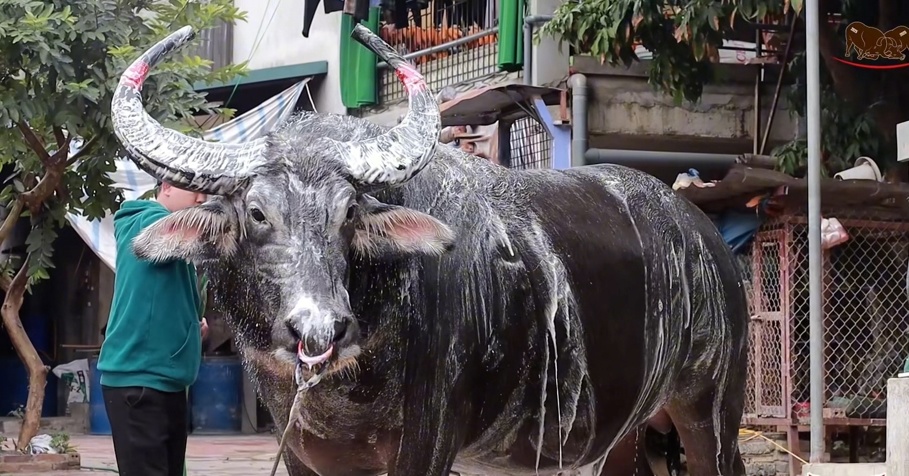 Sự thật về thông tin trâu chọi ở Vĩnh Phúc bị chích điện đến chết