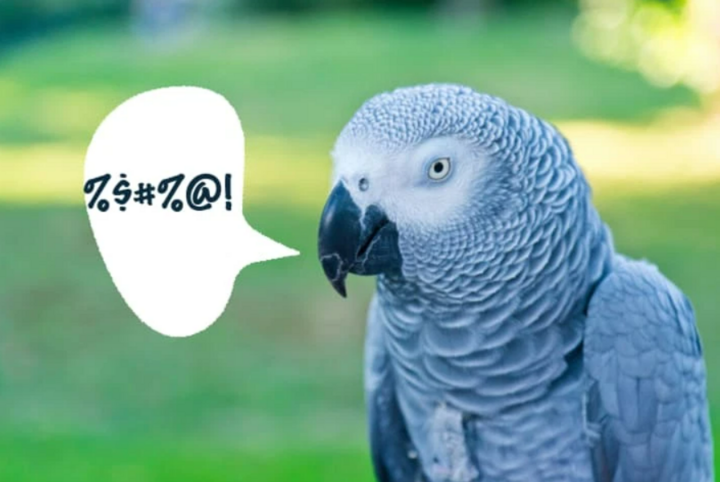 Con vẹt thông minh