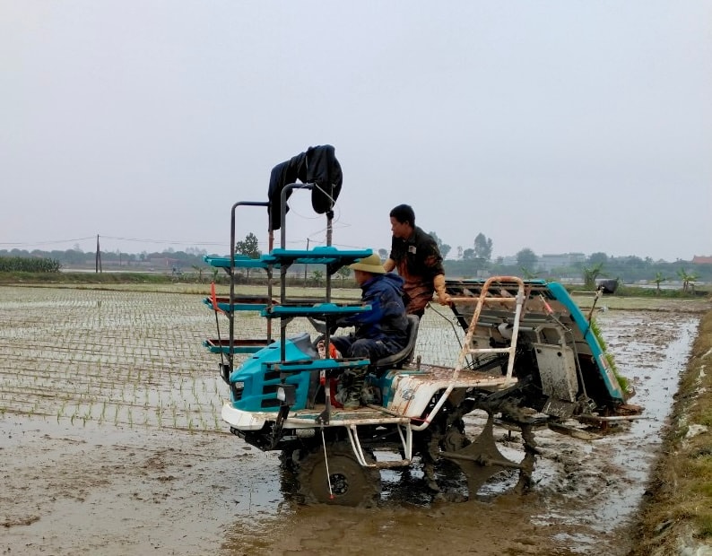 Khoảng 50% diện tích lúa ở Thanh Miện được cấy bằng máy
