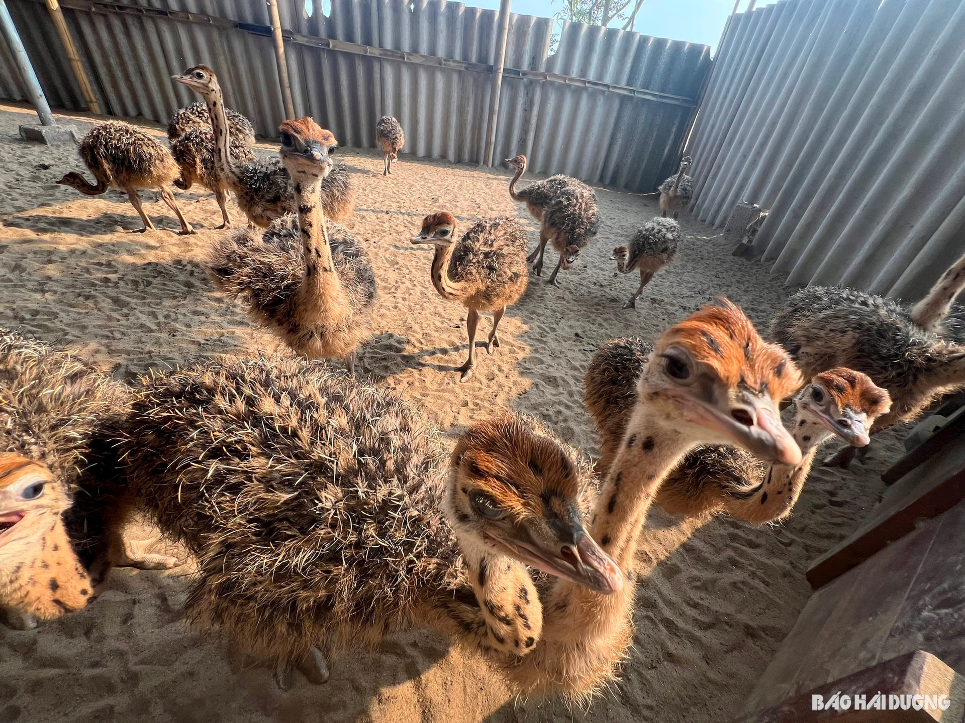 Hải Dương có 3 mô hình nuôi đà điểu sinh sản
