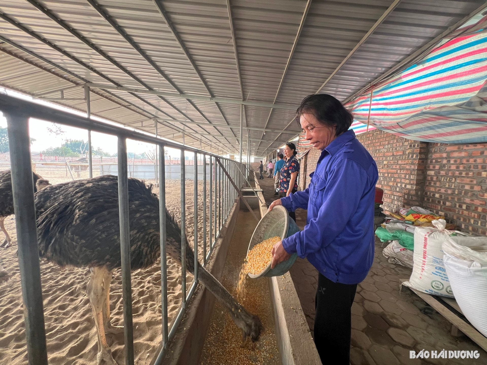 Hải Dương có 3 mô hình nuôi đà điểu sinh sản