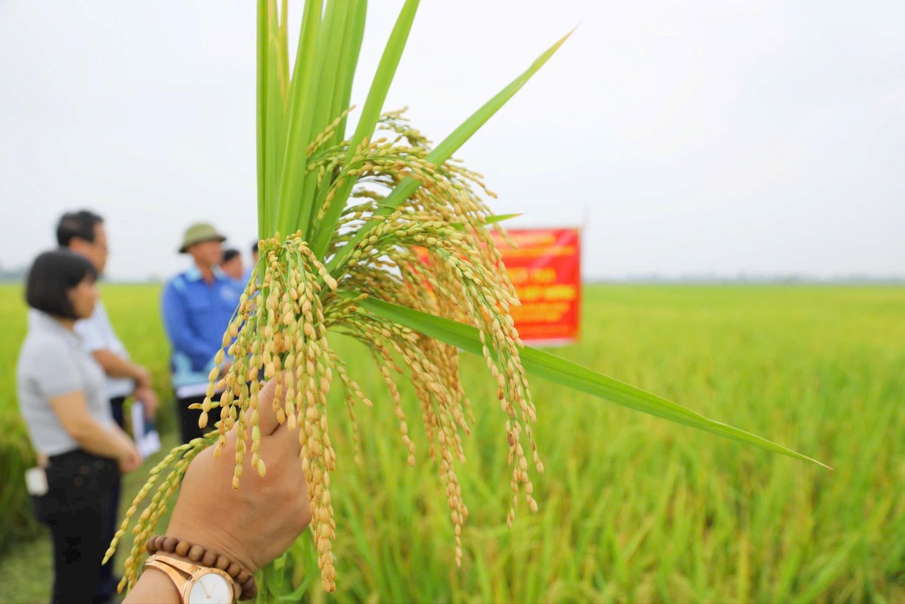 Lúa nếp Hương cho lãi cao