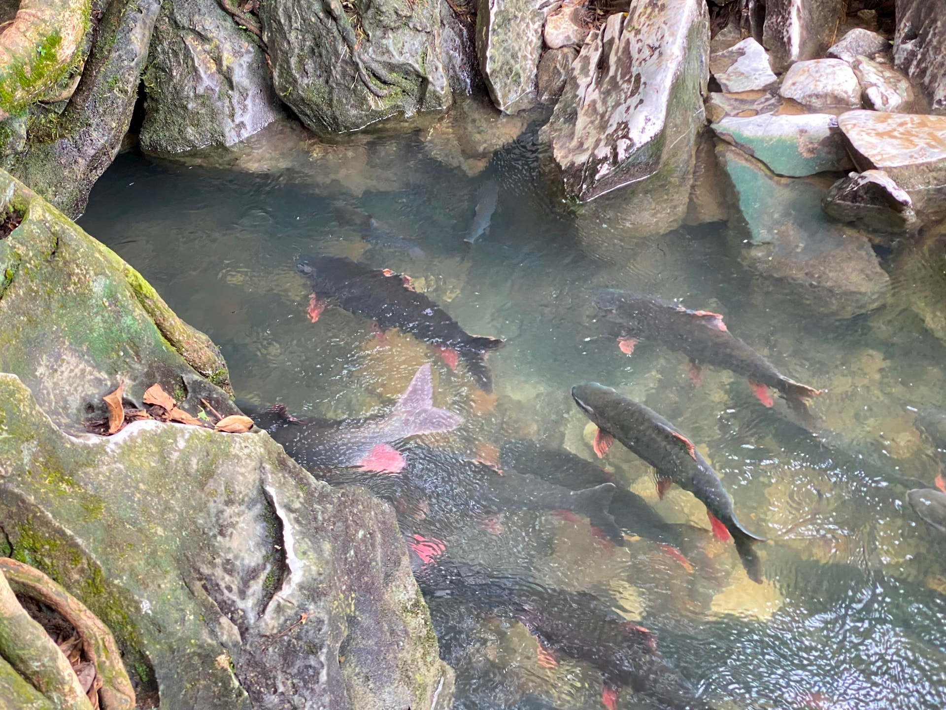 Bí ẩn 'suối cá thần' Thanh Hóa