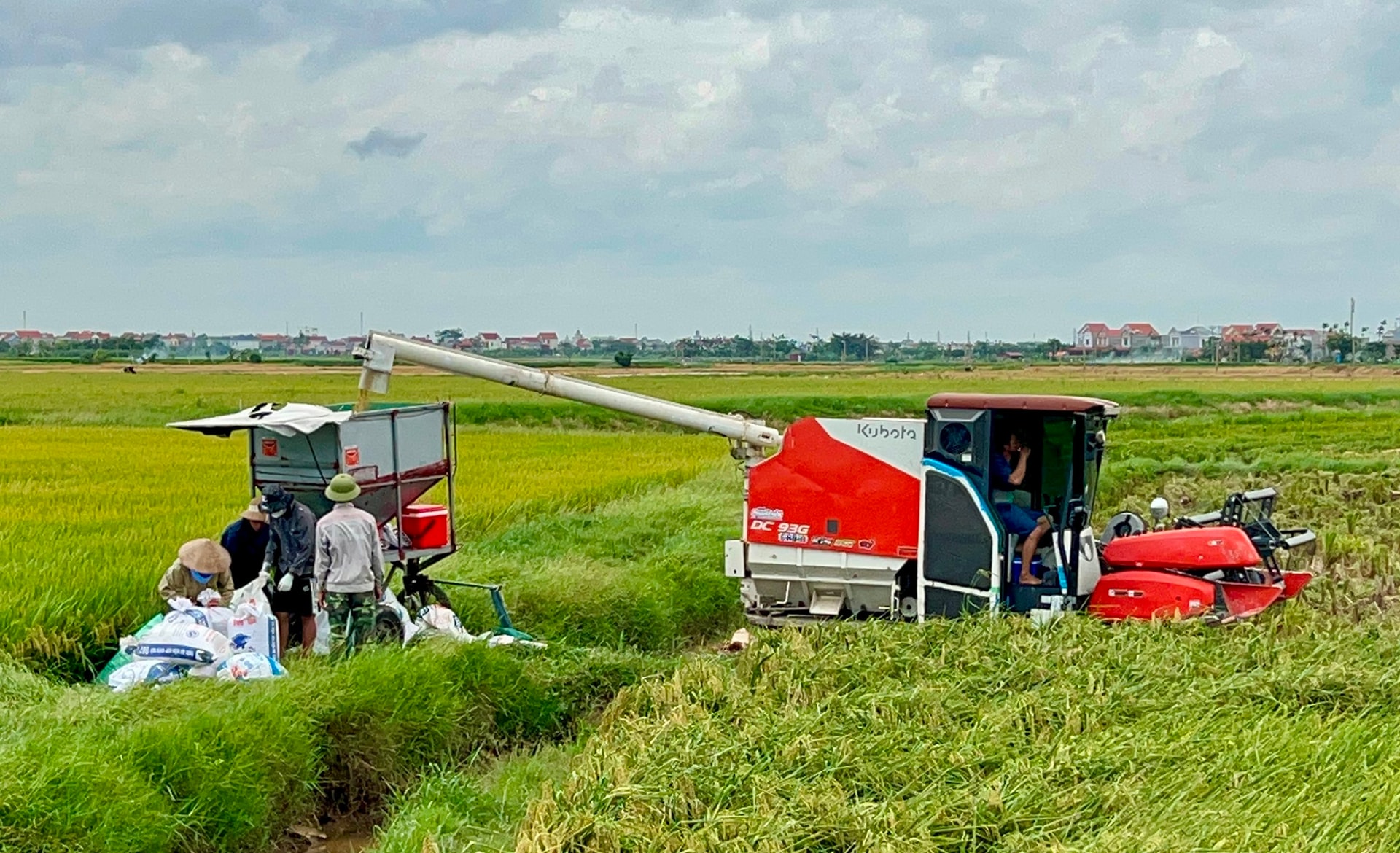 Giá thóc tươi bán tại ruộng giảm nhưng nông dân vẫn có lãi