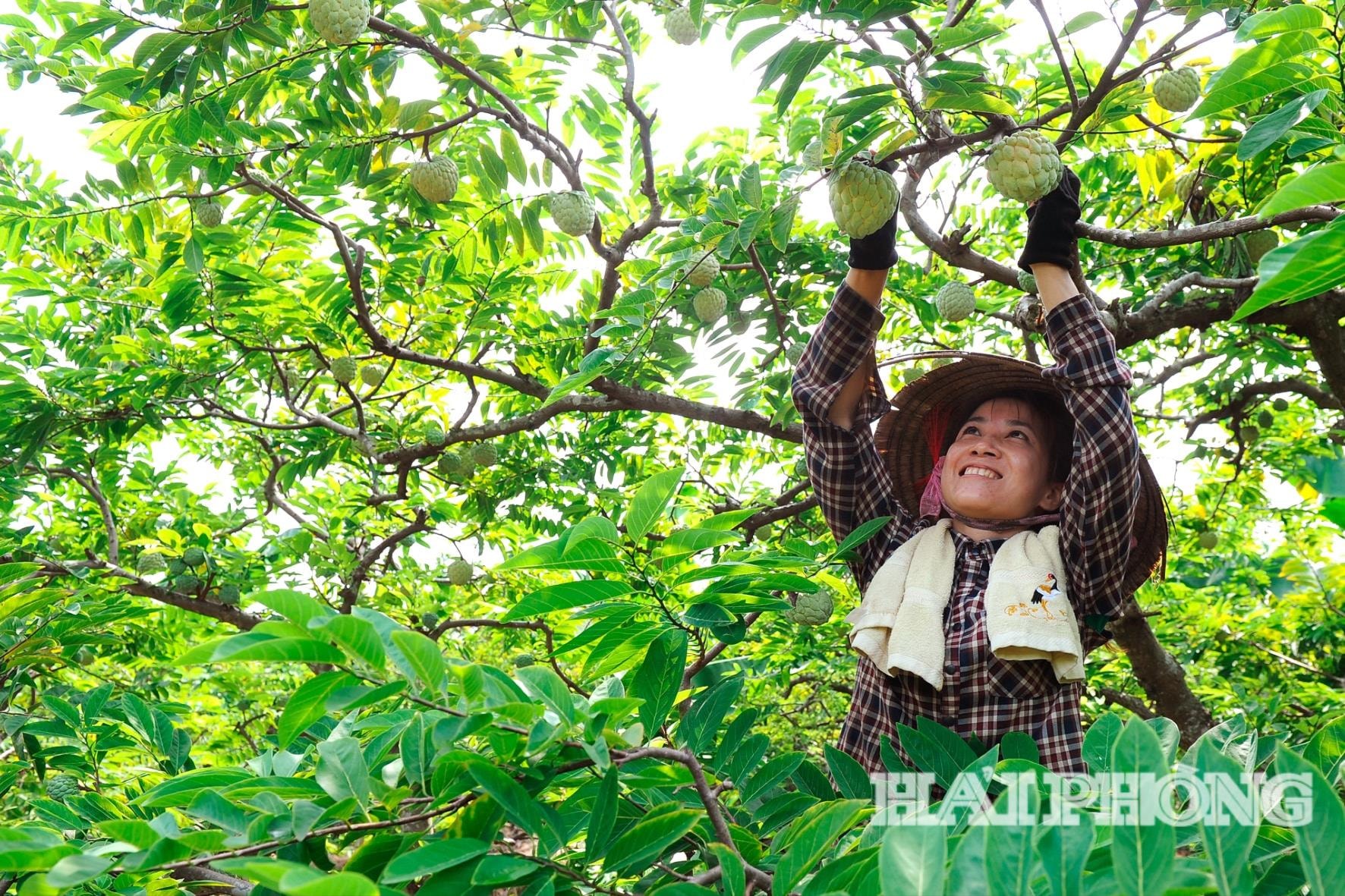 Không gieo trồng trong thời gian mưa bão