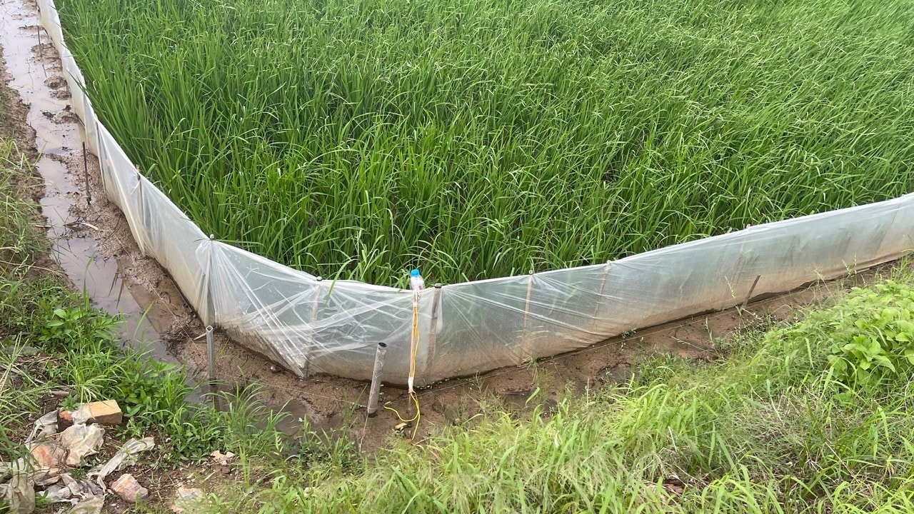 Giăng điện bẫy chuột trên đồng ở xã Tiên Lãng