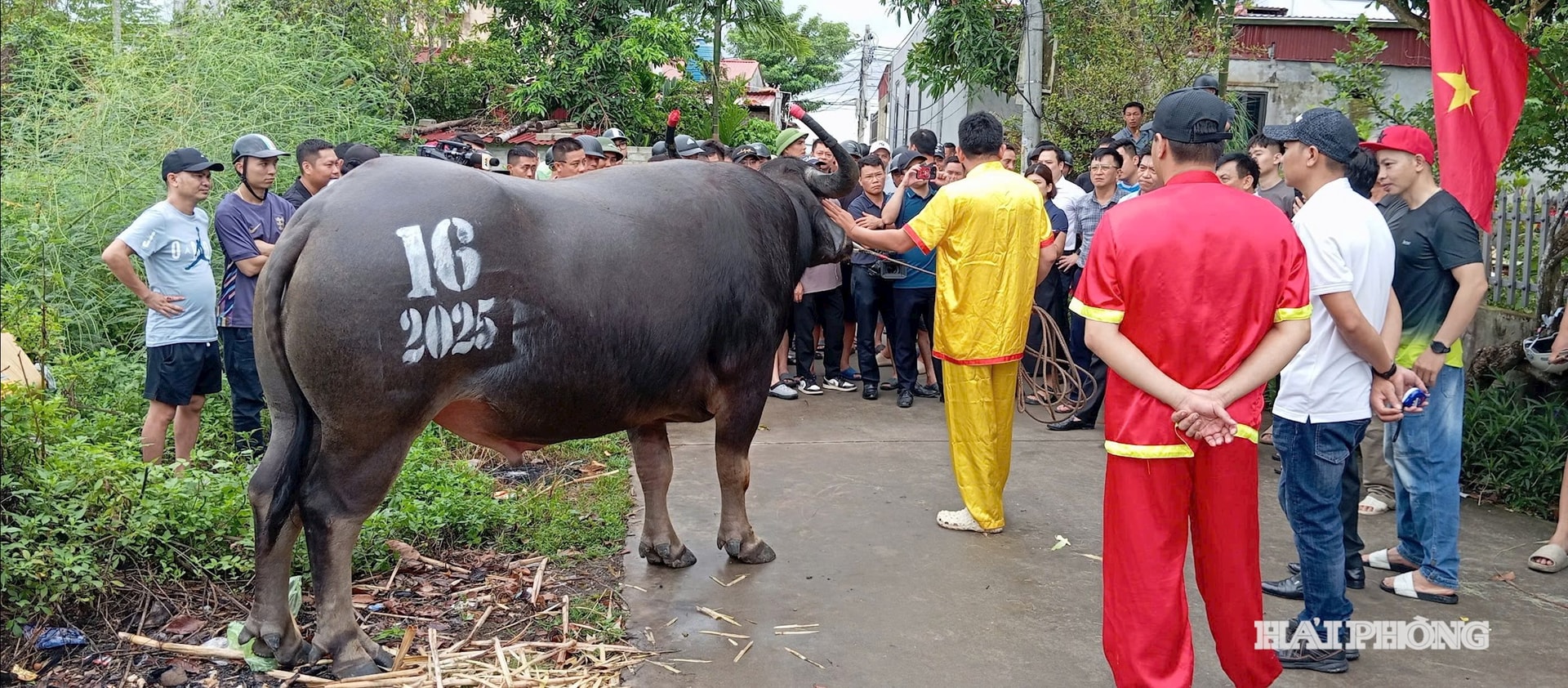 Điểm mặt các 'ông trâu' trước giờ khai đấu Lễ hội chọi trâu Đồ Sơn ...