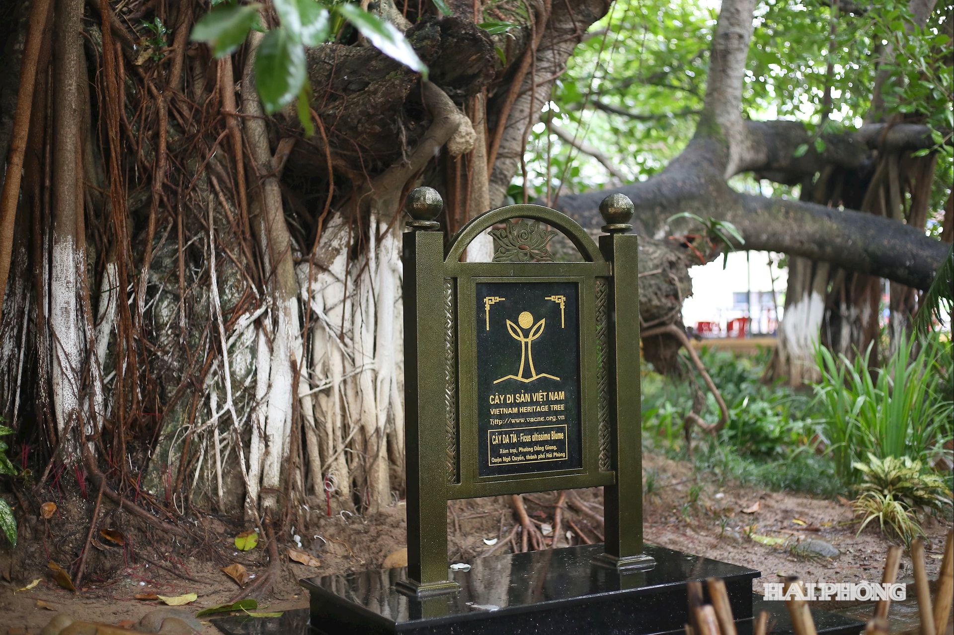 Cây đa di sản 13 gốc ở Hải Phòng