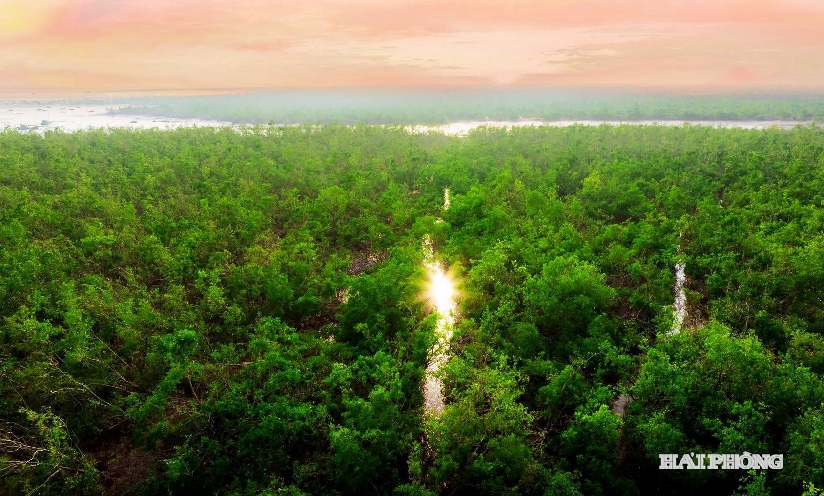 Thú vị trải nghiệm rừng ngập mặn