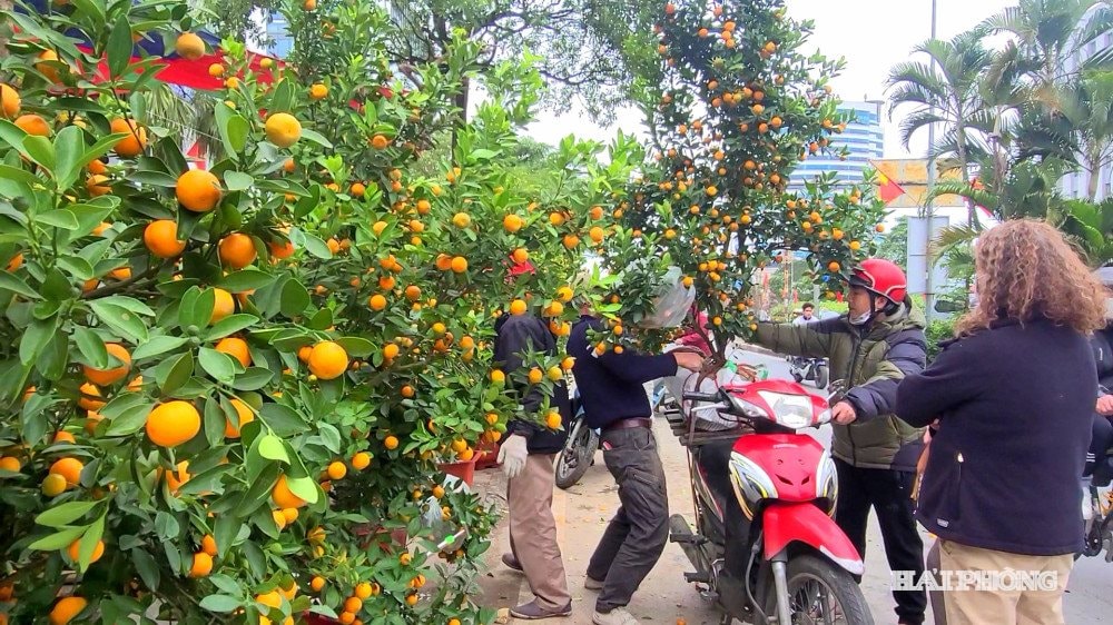 Gia Vien Ward, 2026 Ay Takvimi At Yılı için iki bahar çiçek pazarı ...