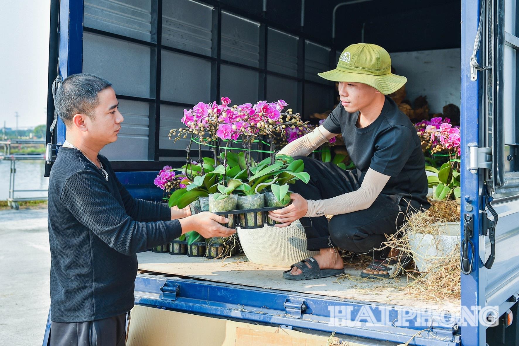 Nông dân Hải Phòng 'bắt' Lan Hồ Điệp nở đúng Tết nhờ công nghệ