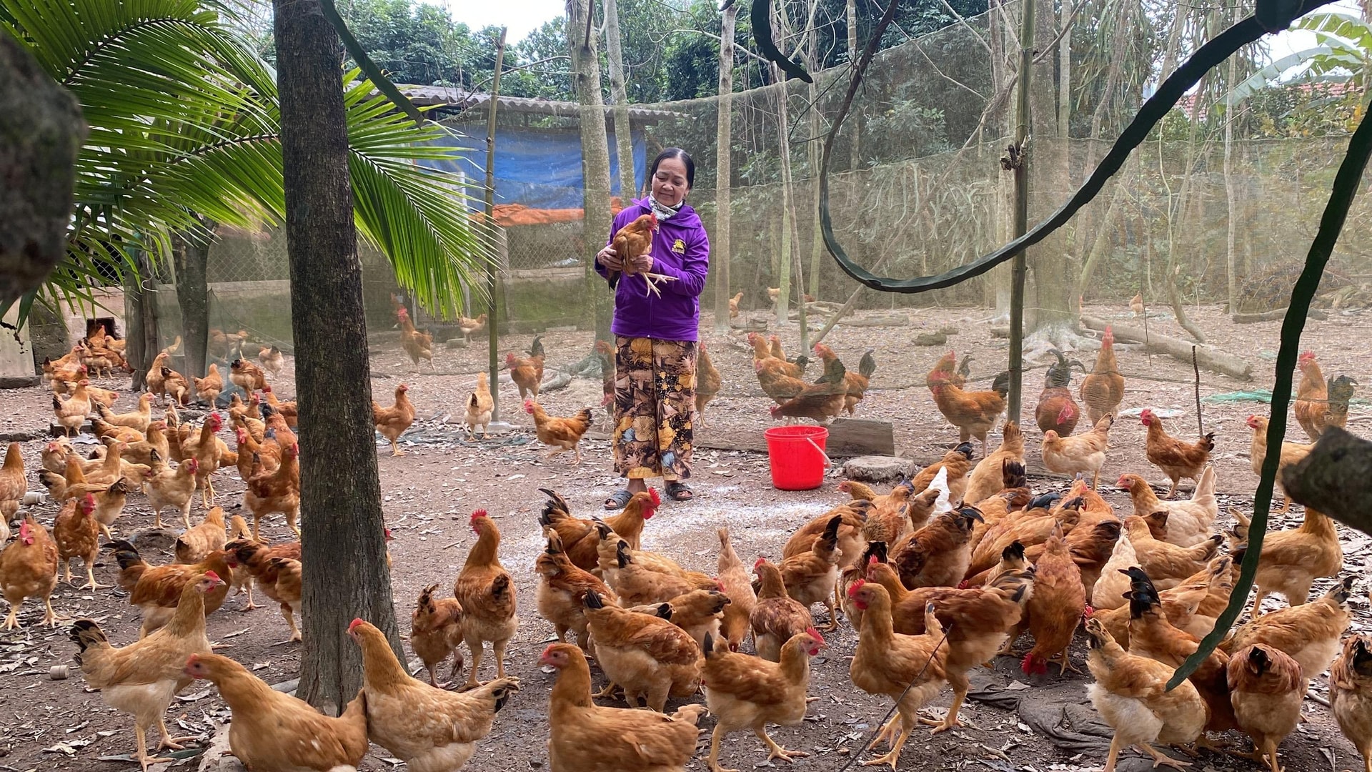 Đàn gà và 'chiếc đồng hồ' báo Tết của mẹ