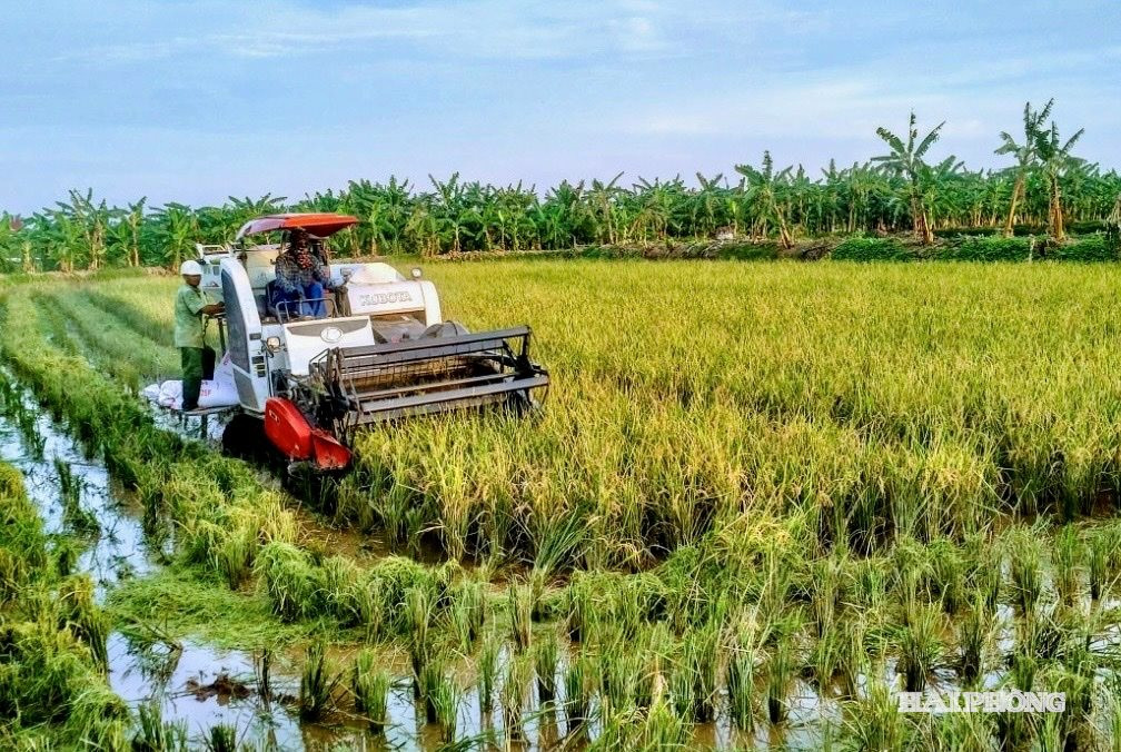 Thu lãi tới 500 triệu đồng/ha rươi, cáy kết hợp lúa hữu cơ